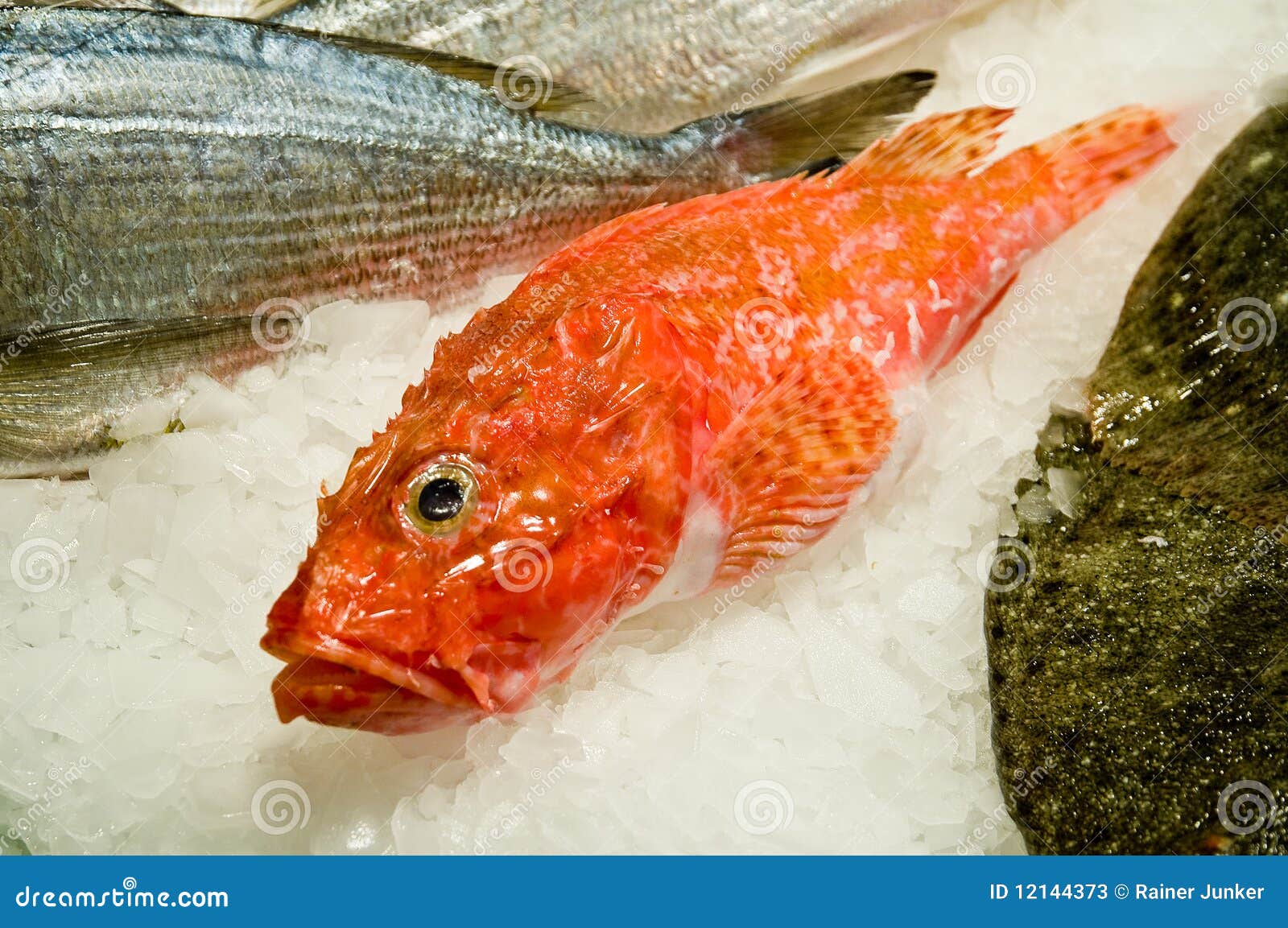Fresh fish stock image. Image of abundance, store, mediterranean - 12144373