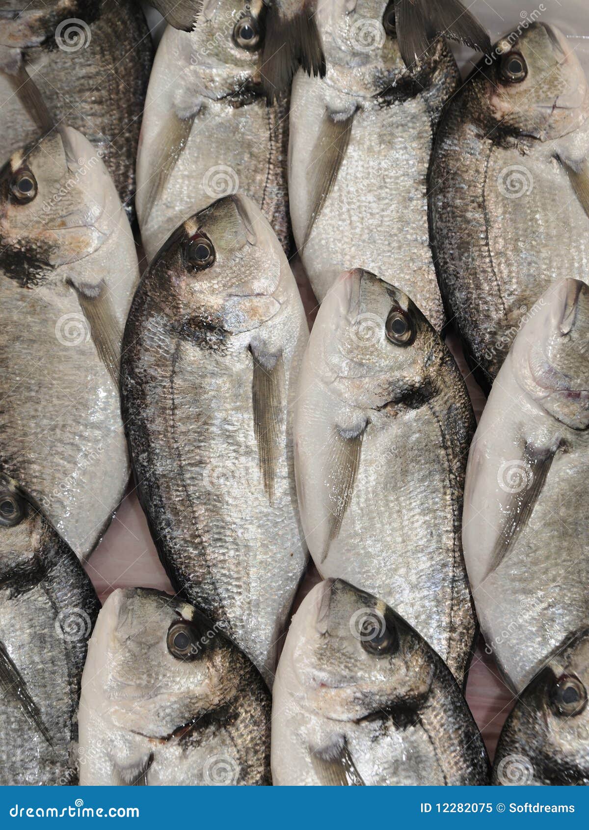 FRESH FISH stock image. Image of industrial, bream, marine - 12282075