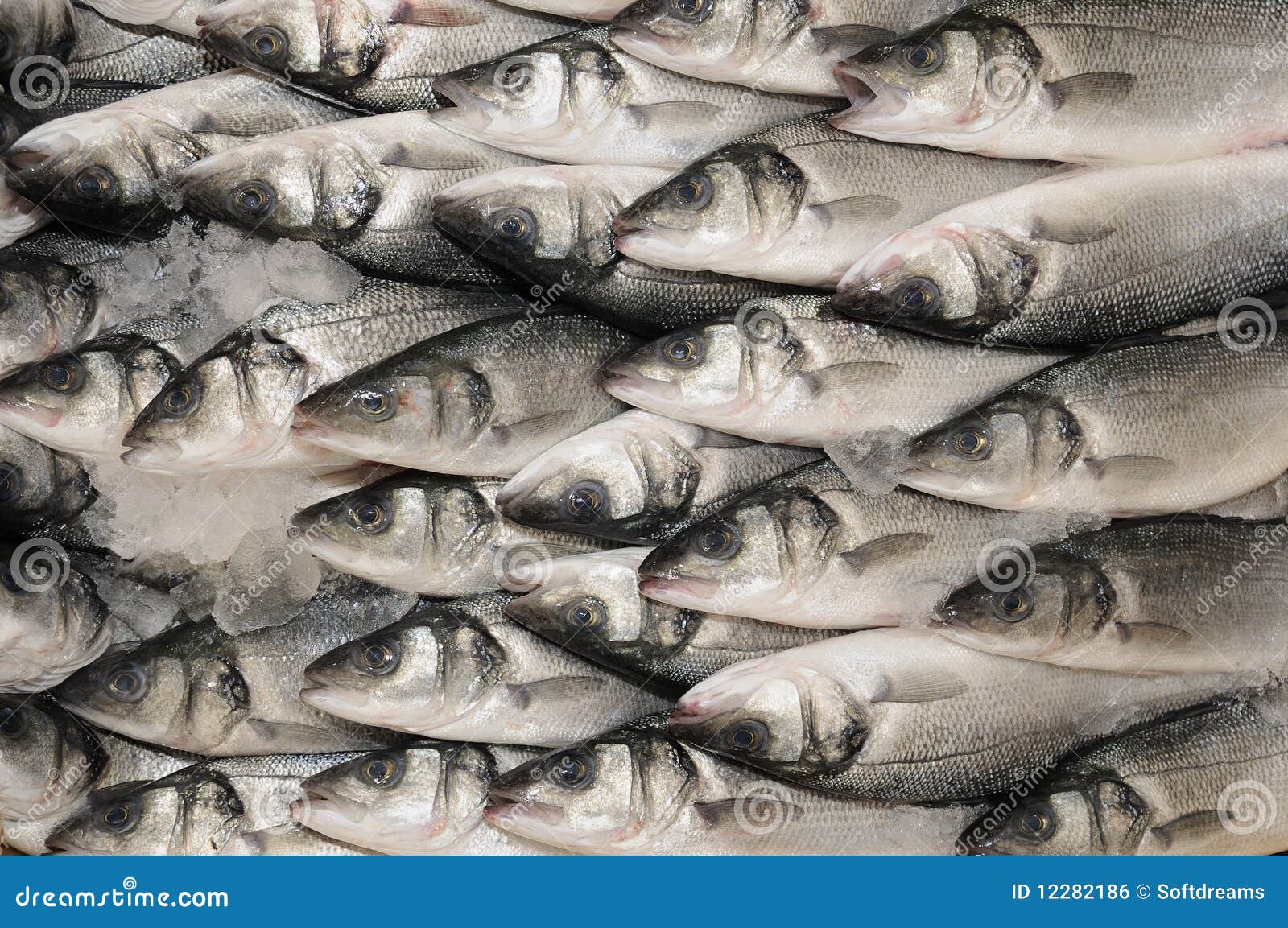 FRESH FISH stock photo. Image of mediterranean, culinary - 12282186