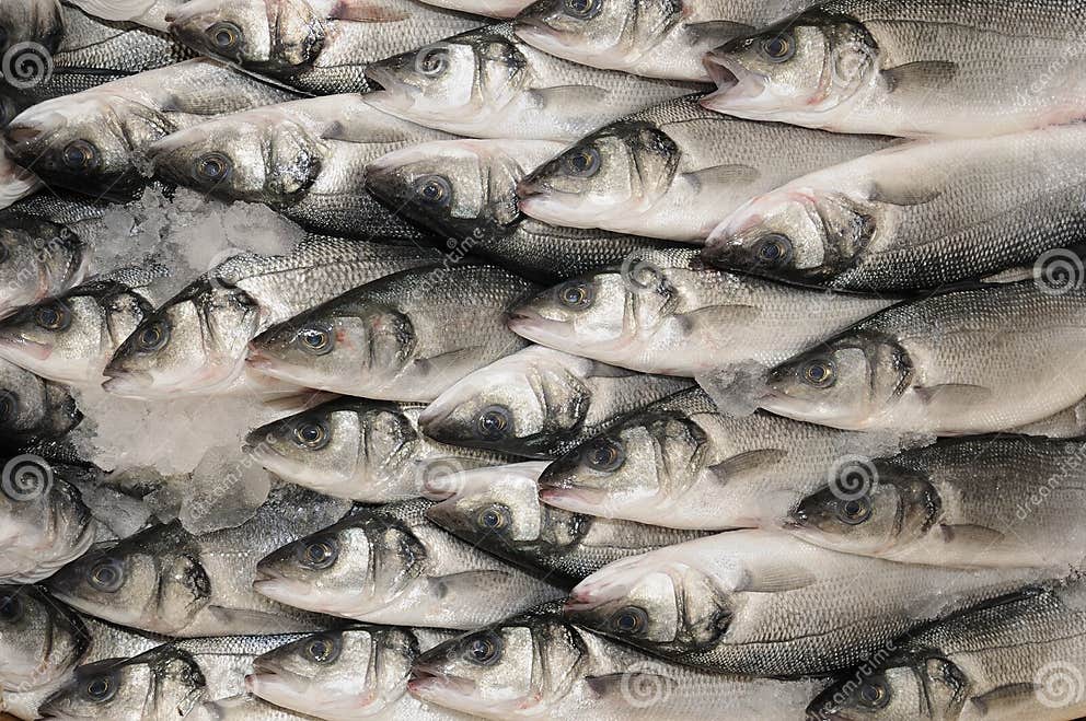 FRESH FISH stock photo. Image of mediterranean, culinary - 12282186