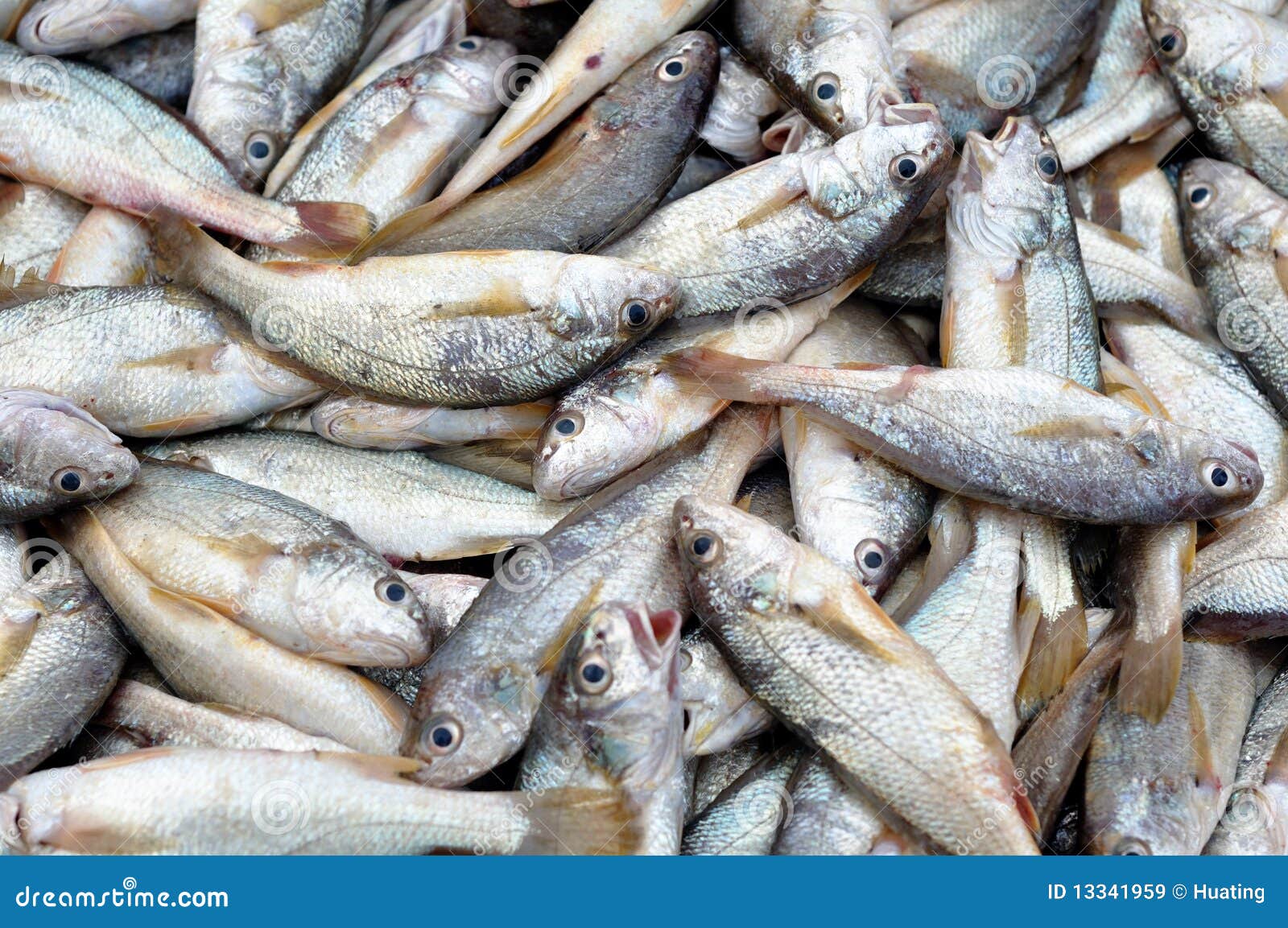 Fresh fish stock image. Image of fresh, food, water, market - 13341959