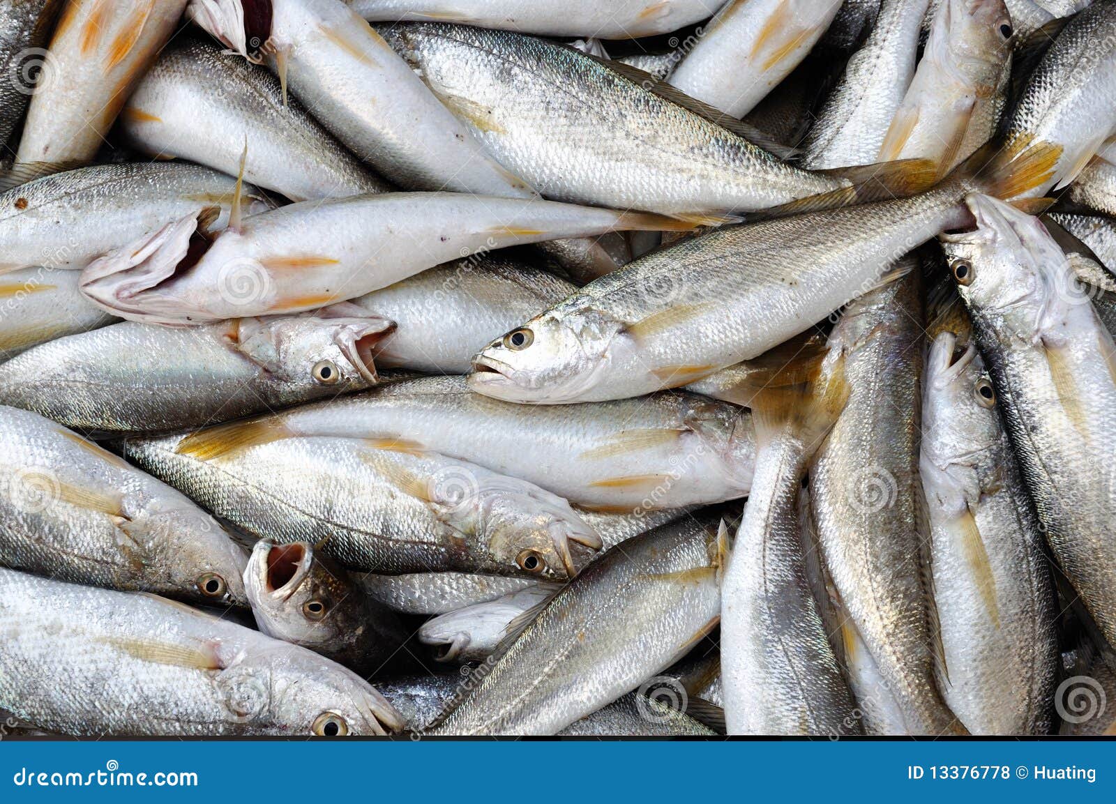 Fresh fish stock photo. Image of fisherman, food, fish - 13376778