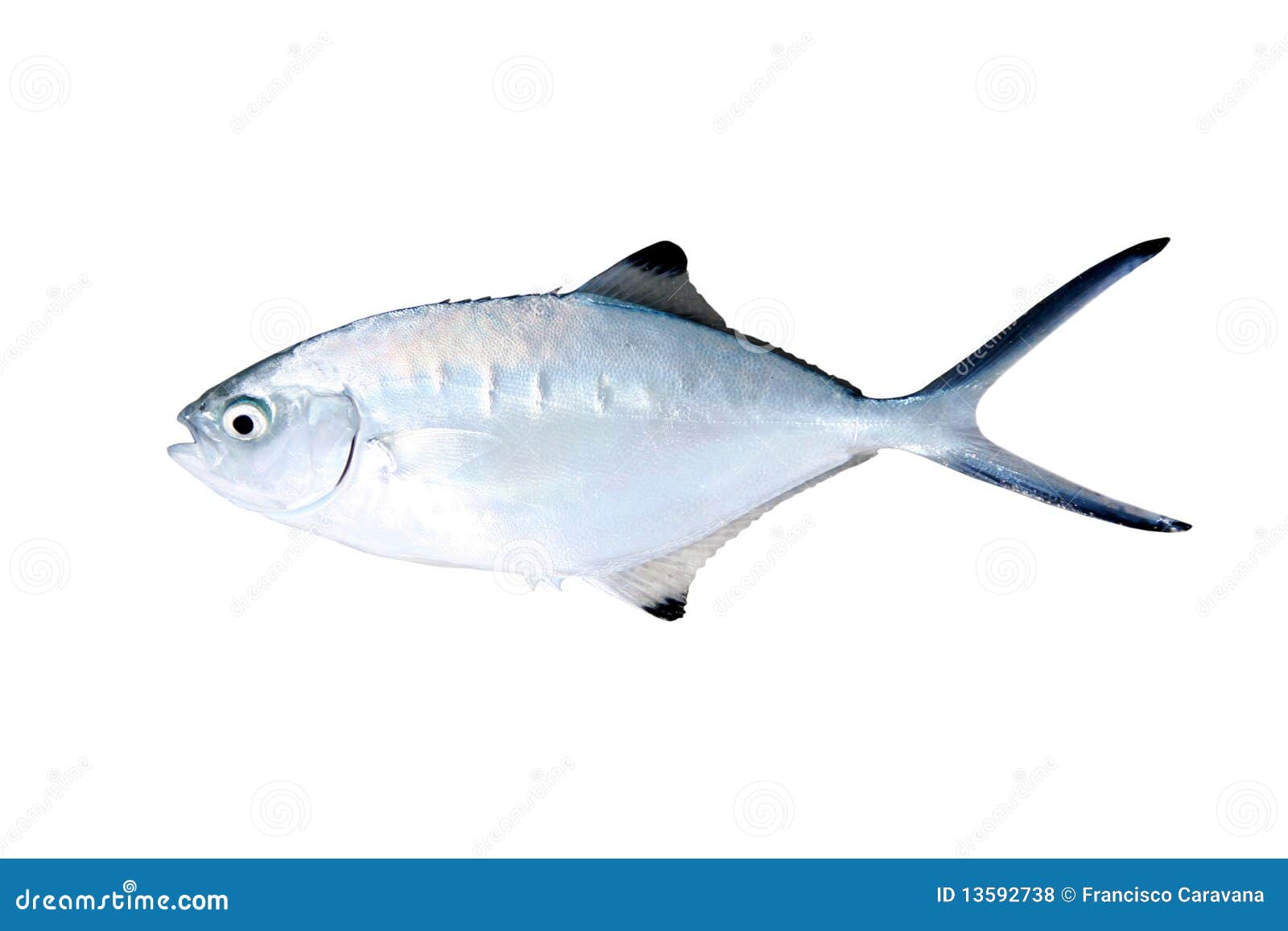 Fresh fish stock photo. Image of fresh, closeup, isolated - 13592738