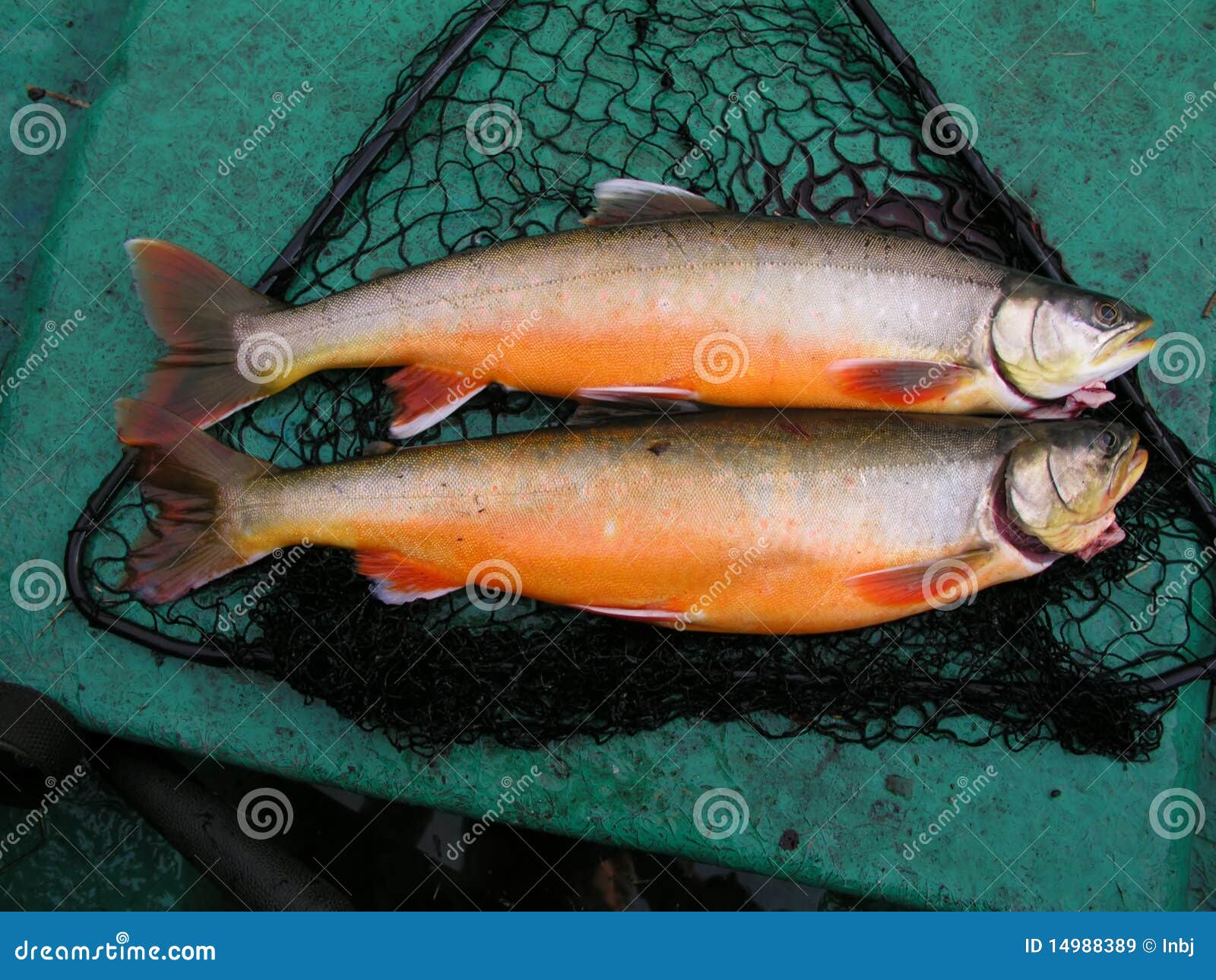 Fresh fish stock image. Image of fish, activity, guide - 14988389