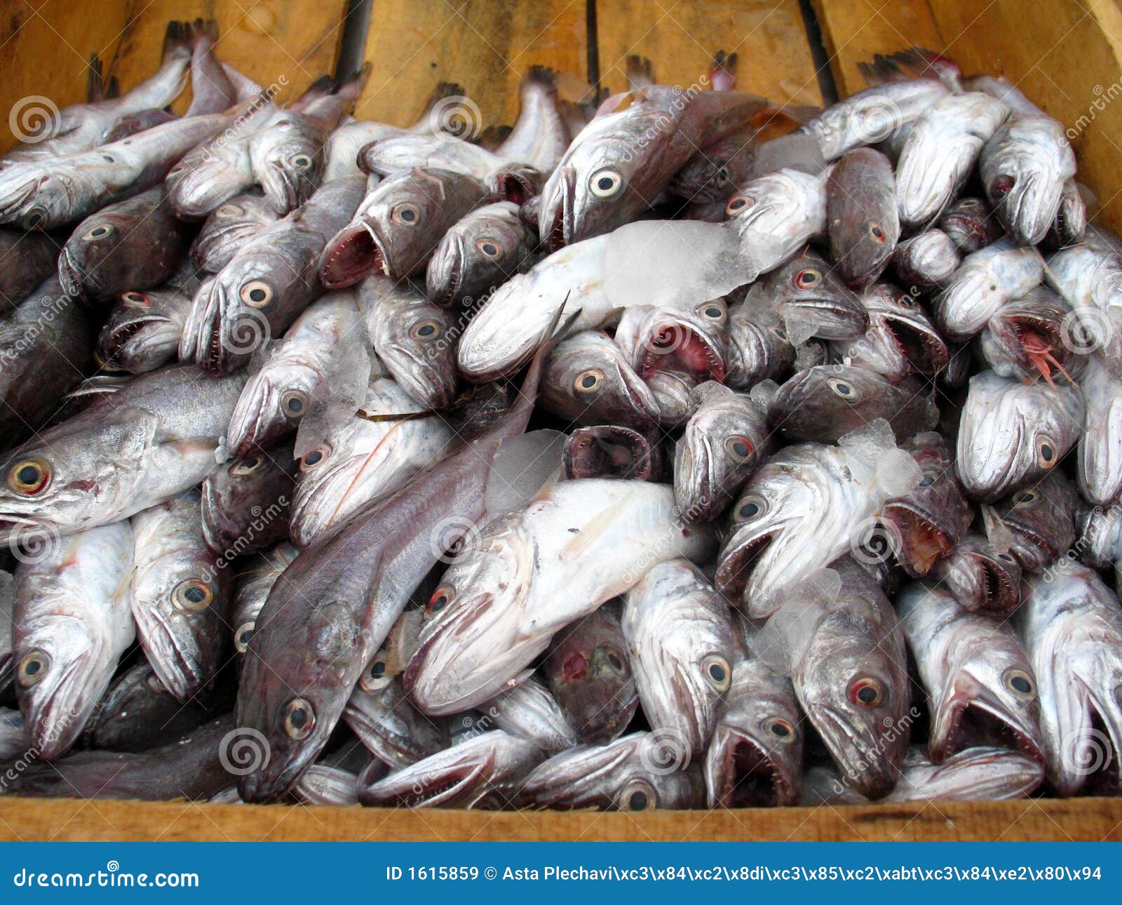 Fresh fish stock image. Image of fishy, dozens, pile, nutrient - 1615859
