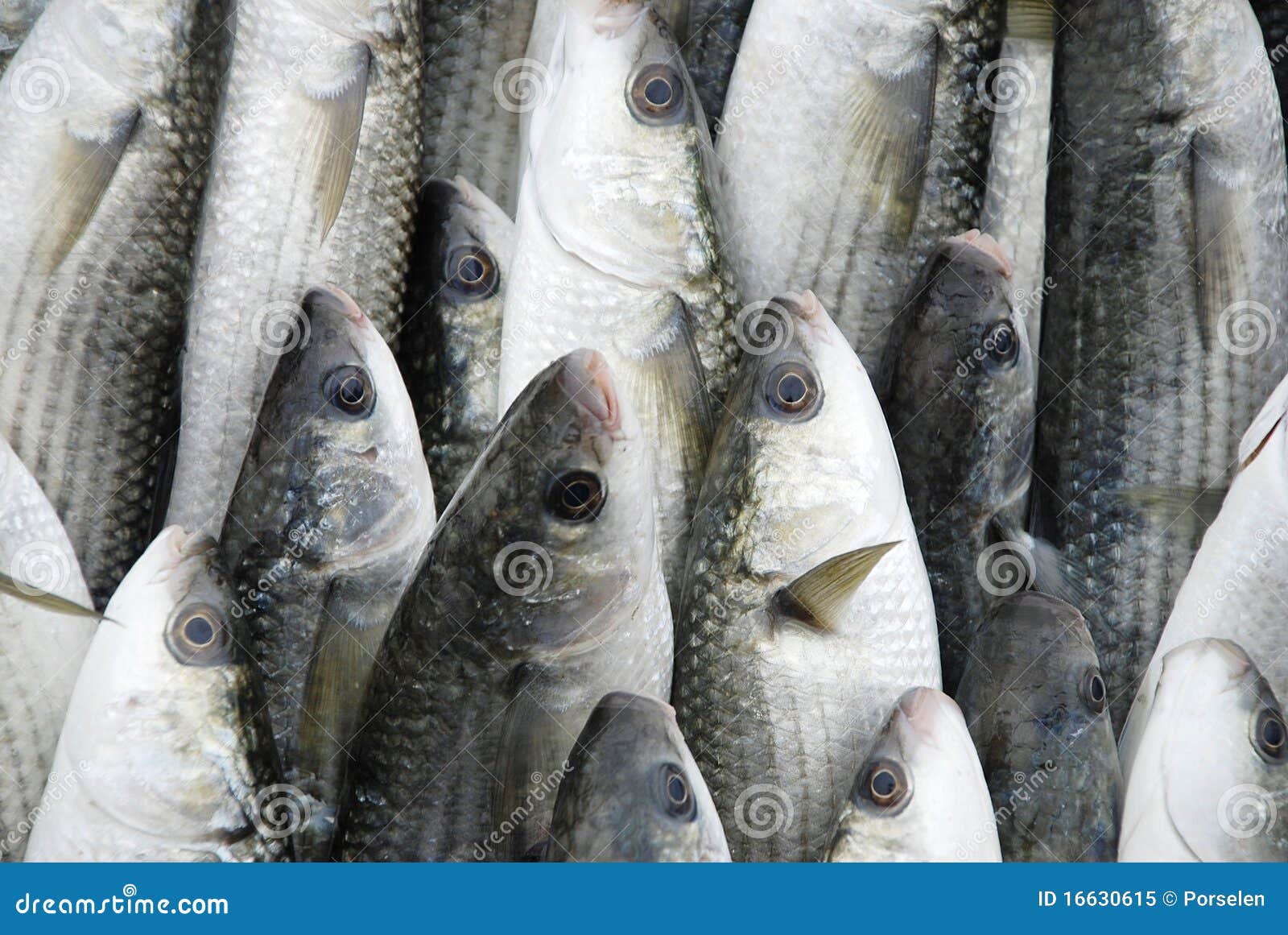 Fresh fish stock image. Image of fang, fresh, outlay - 16630615