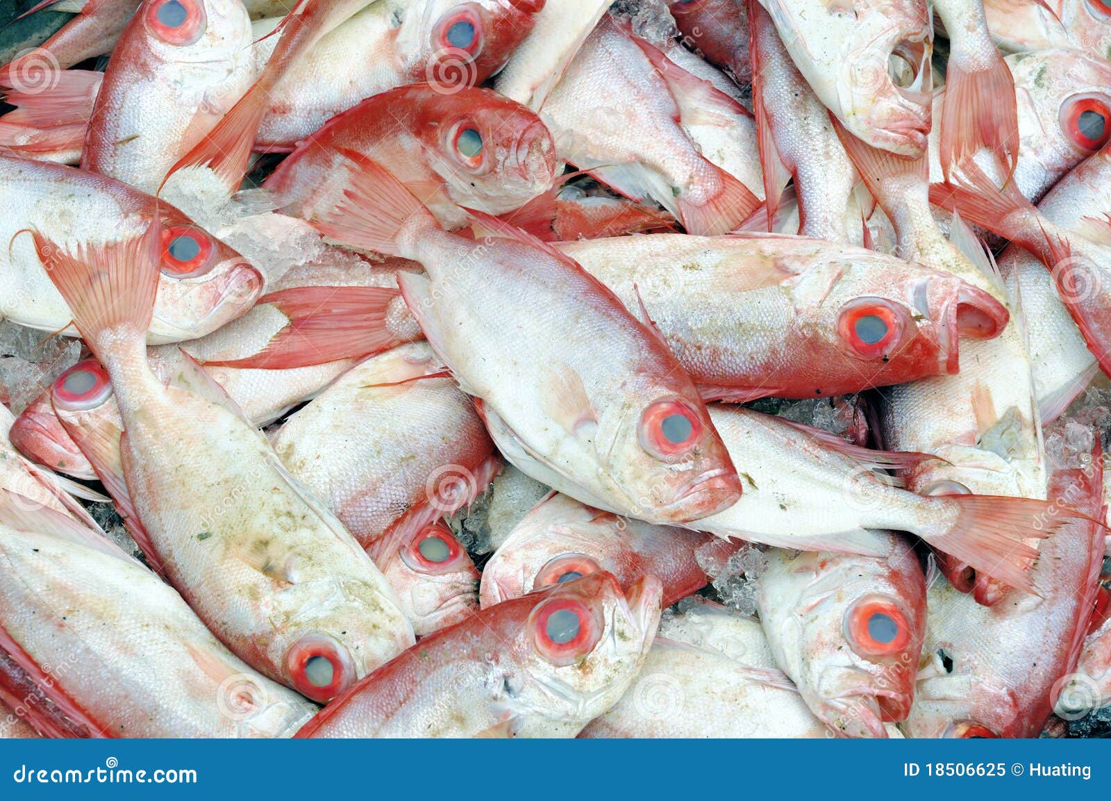 Fresh fish stock image. Image of color, slippery, fish - 18506625