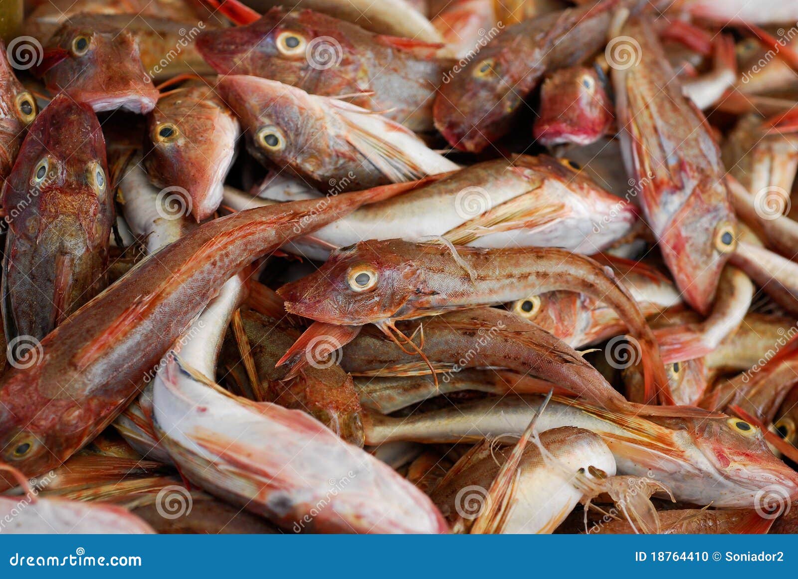 Fresh fish stock photo. Image of healthful, fishing, fish - 18764410