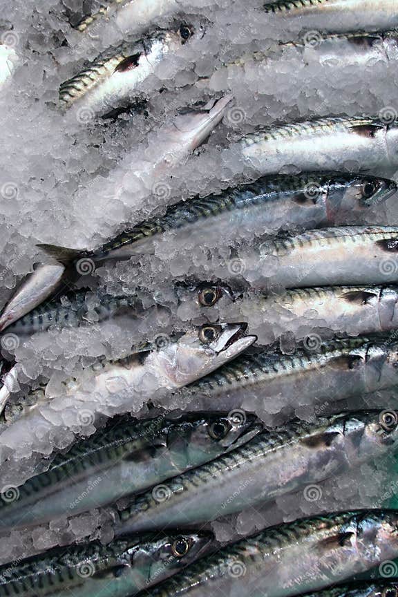 Fresh fish stock image. Image of marine, dinner, sardine - 1994607