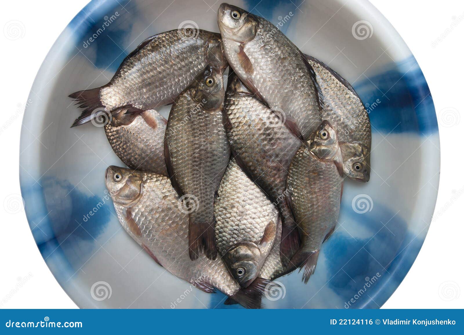 Fresh fish stock photo. Image of appetizing, tasty, fresh - 22124116