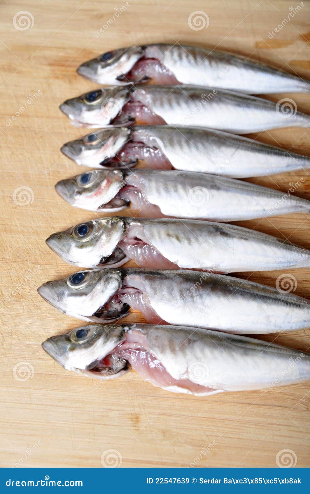 Fresh fish stock image. Image of aquarium, fishy, eating - 22547639