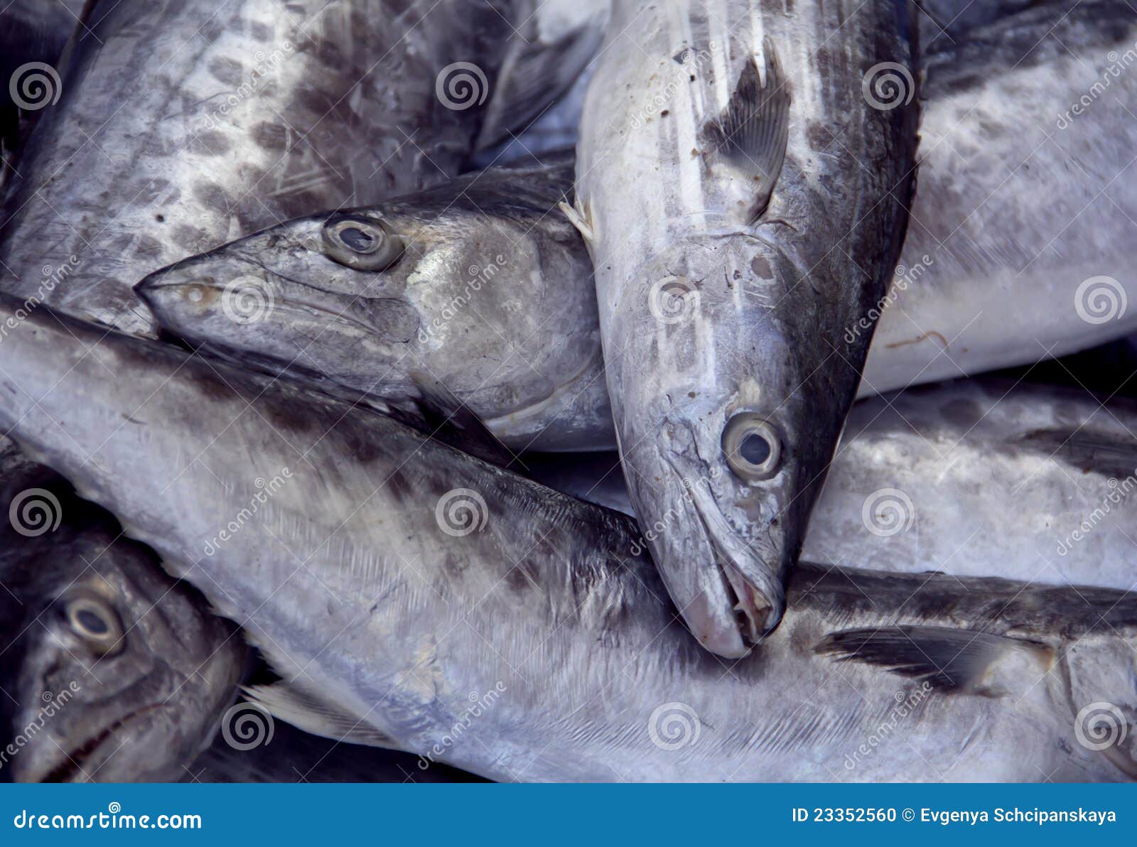 Fresh fish stock photo. Image of fresh, food, india, lunch - 23352560