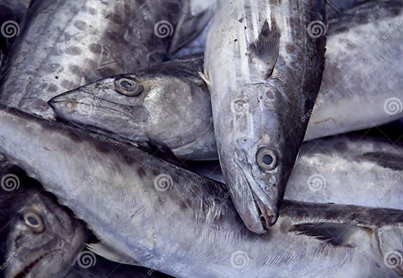 Fresh fish stock photo. Image of fresh, food, india, lunch - 23352560