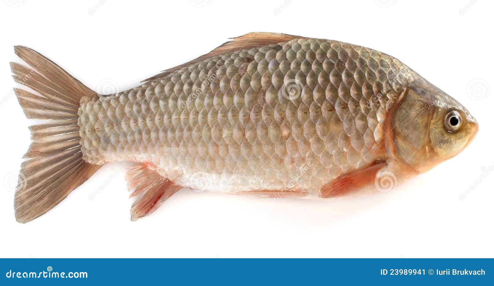 Fresh fish stock image. Image of fish, fresh, health - 23989941