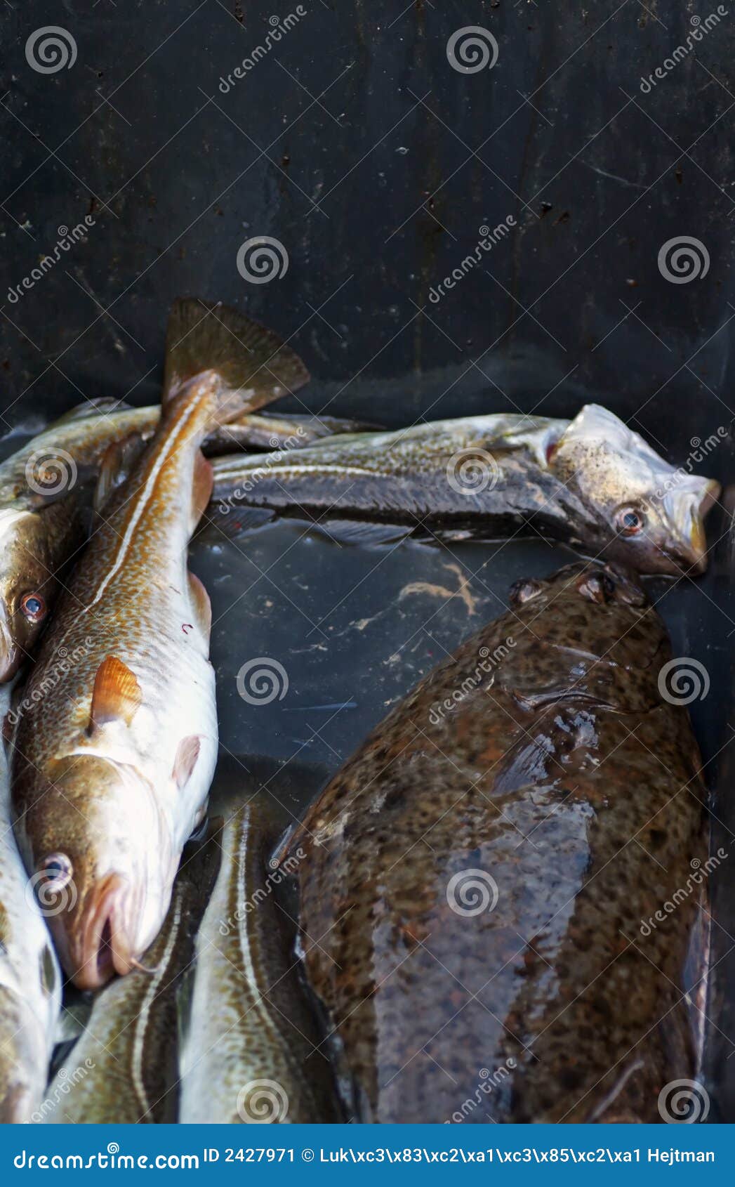 Fresh fish stock image. Image of fish, food, europe, catch - 2427971