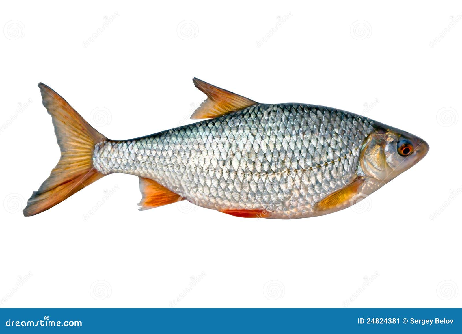 Fresh fish stock image. Image of isolated, nature, food - 24824381