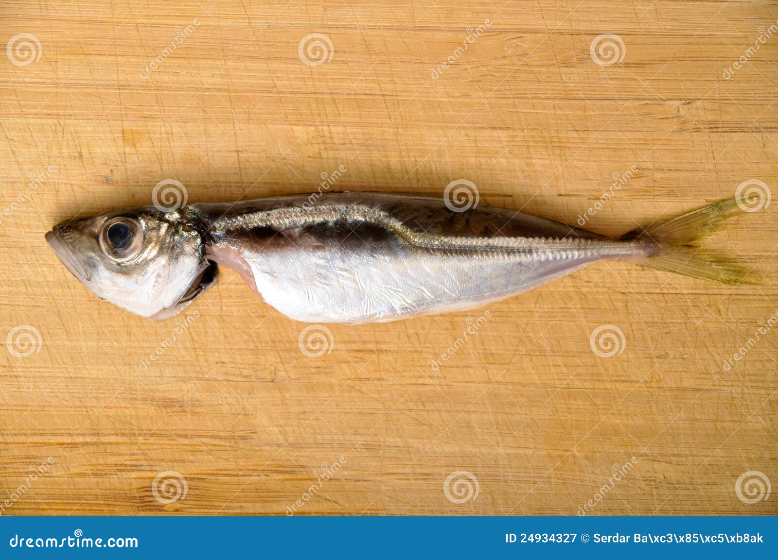 Fresh fish stock image. Image of animal, fishing, basic - 24934327