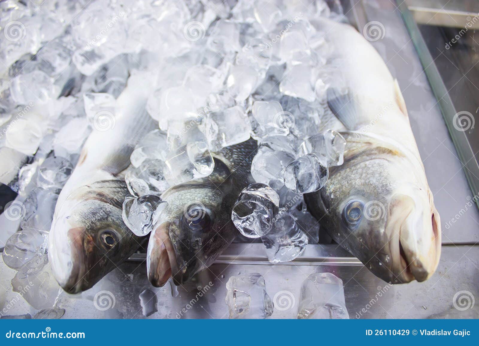 Fresh fish stock image. Image of drink, nature, fisherman - 26110429