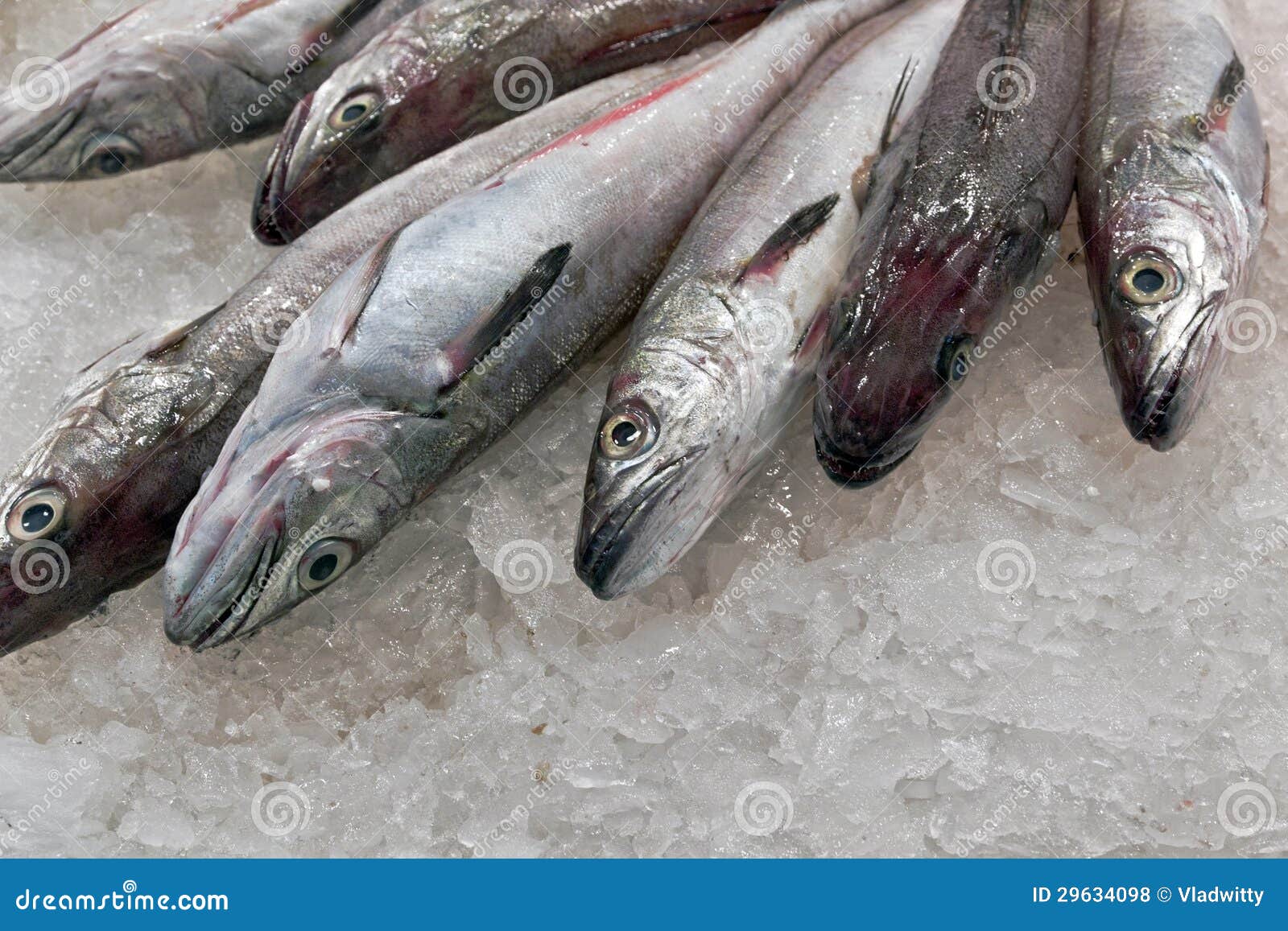 Fresh fish stock photo. Image of catch, fishmarket, food - 29634098