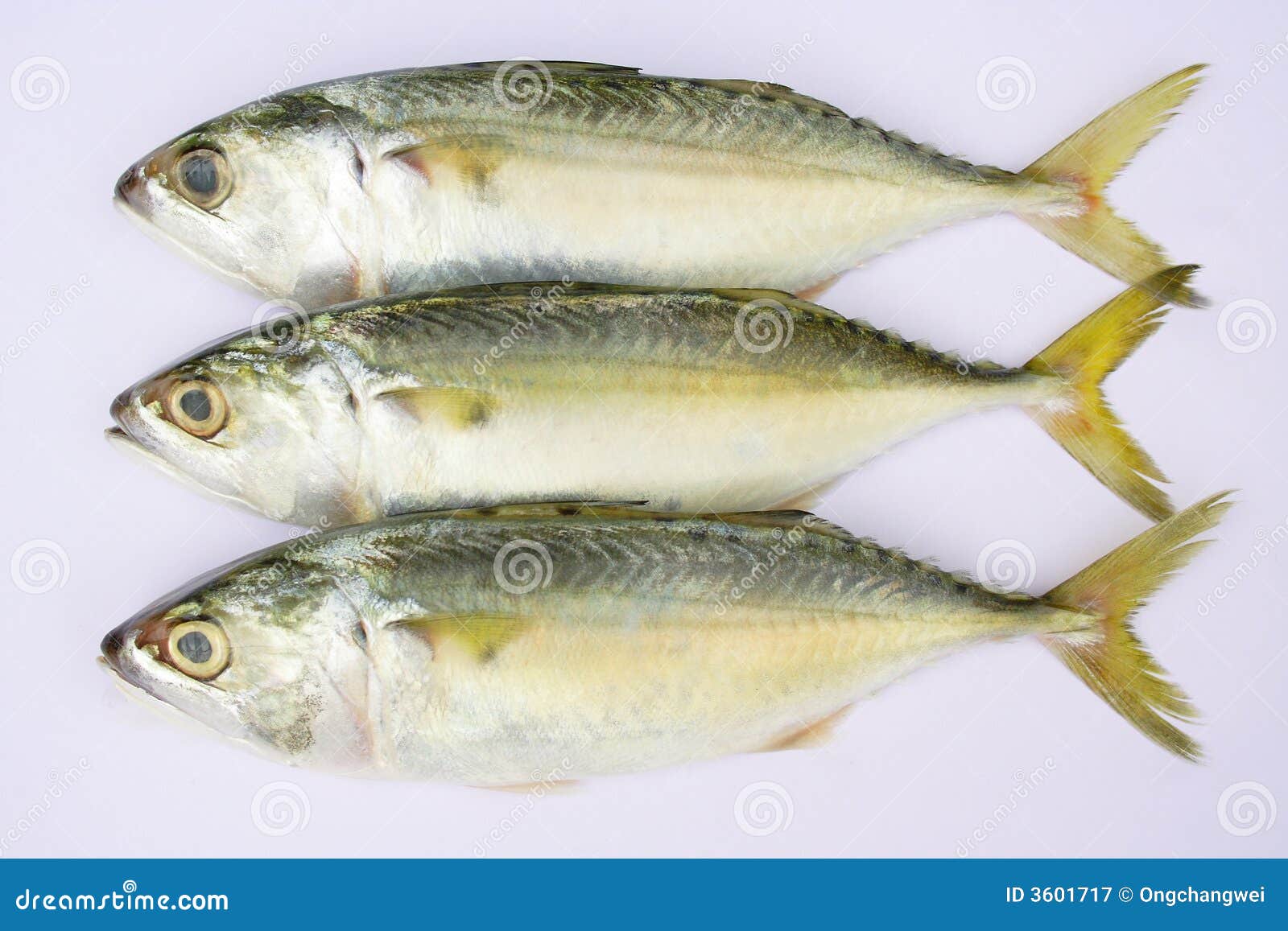 Fresh Fish stock image. Image of food, market, stockfish - 3601717