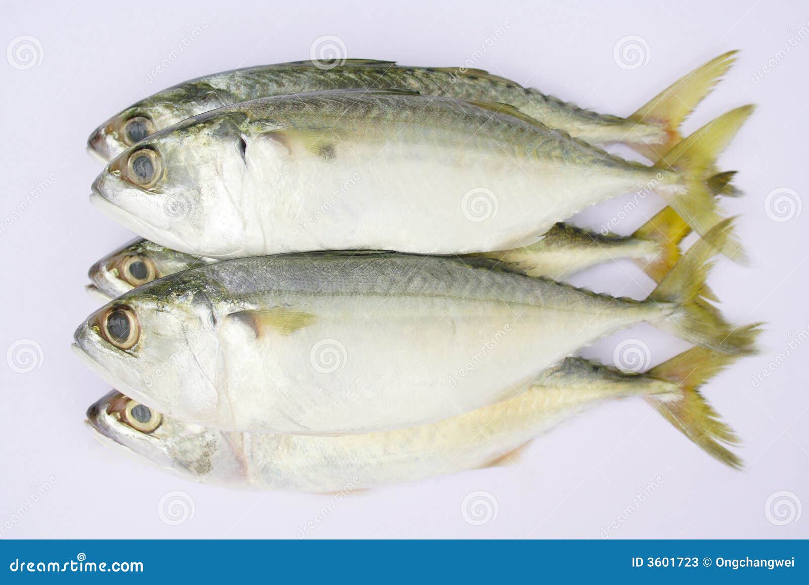 Fresh Fish stock image. Image of market, anchovy, mart - 3601723