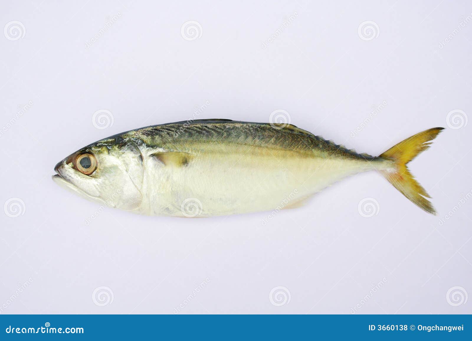 Fresh Fish stock photo. Image of ocean, mart, food, fish - 3660138