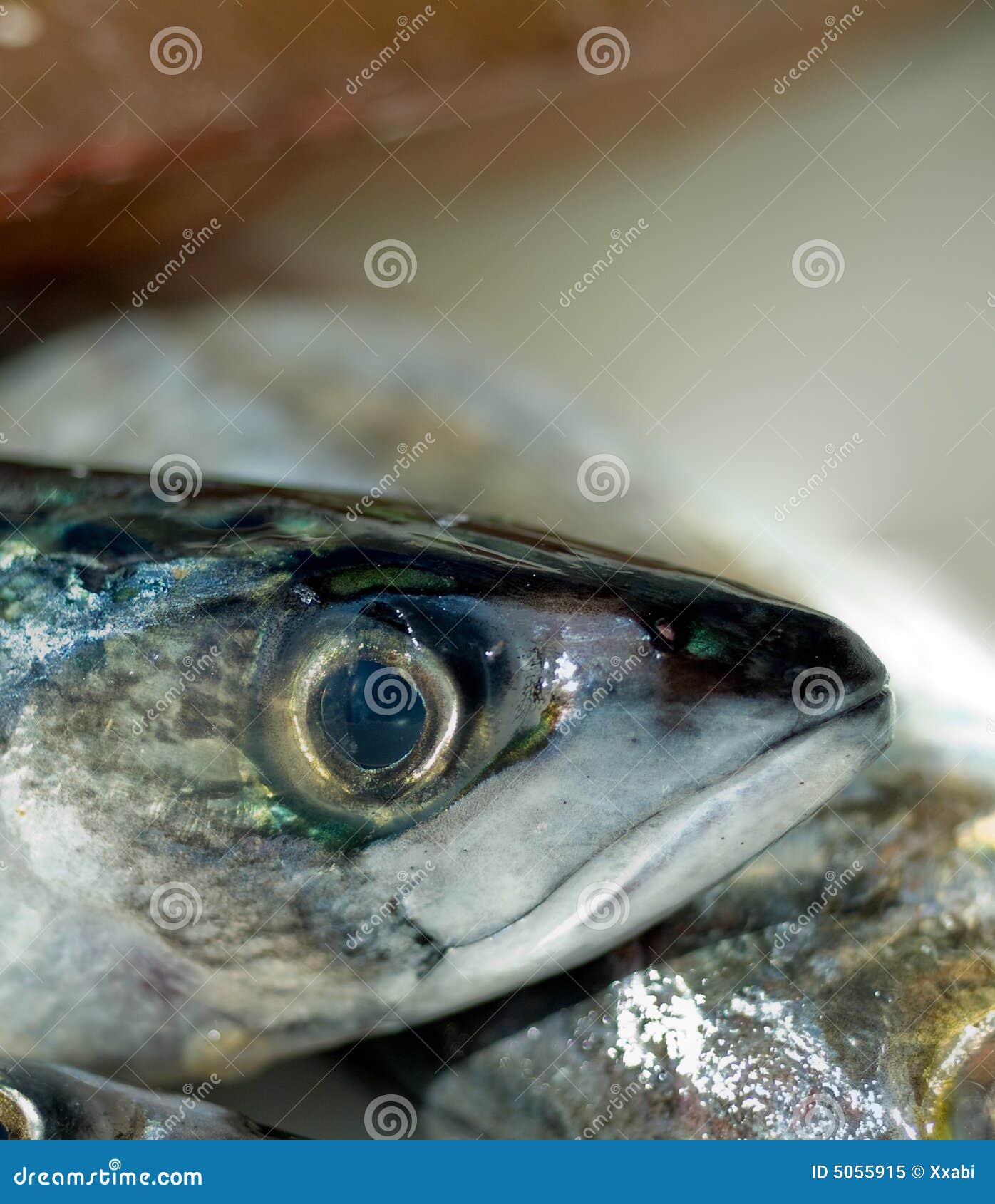 Fresh fish stock image. Image of seafood, fresh, head - 5055915