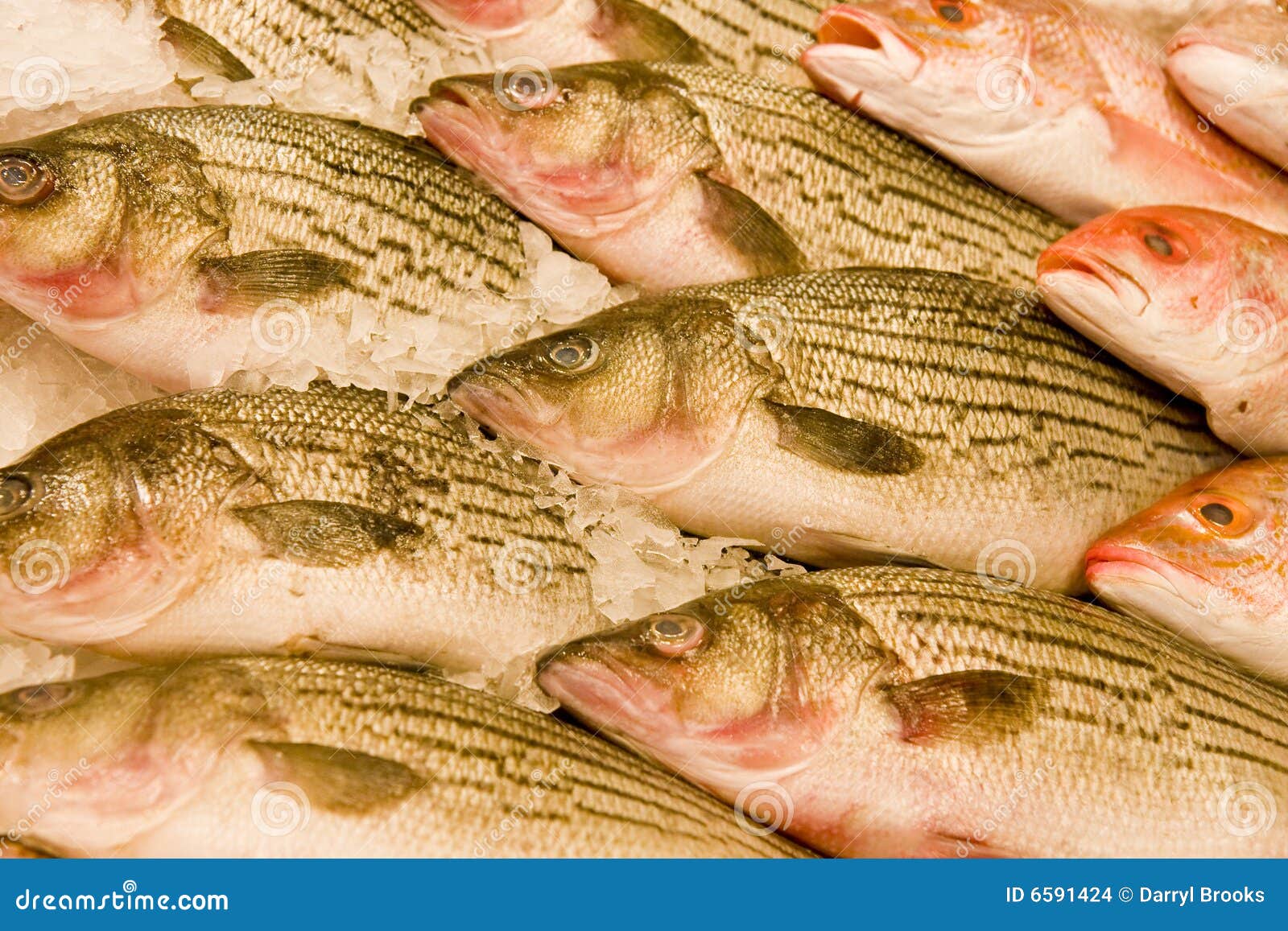 Fresh Fish stock photo. Image of flavor, lunch, eyes, diet - 6591424