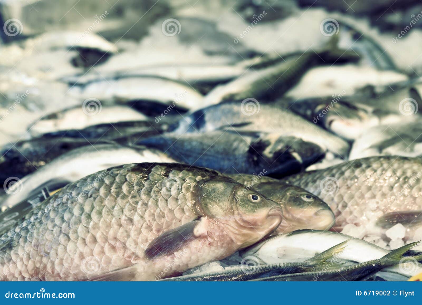 Fresh fish stock photo. Image of freshwater, food, fishing - 6719002