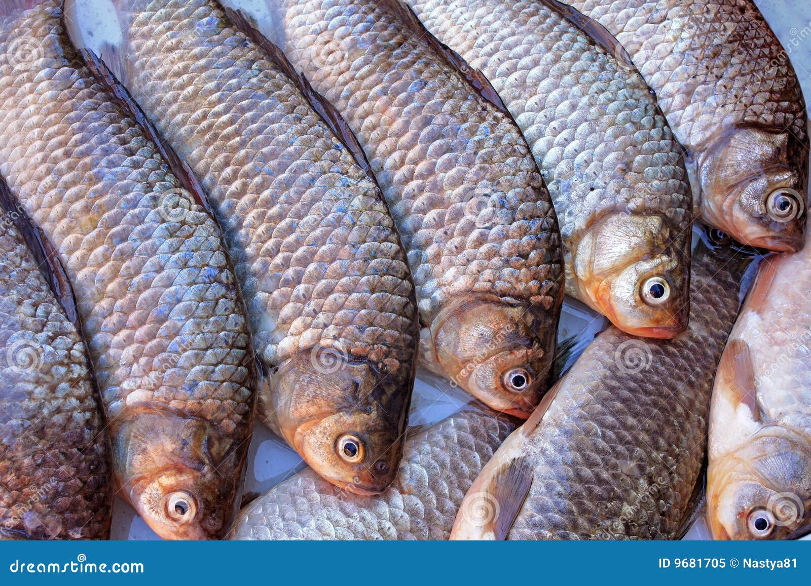 Fresh fish stock image. Image of animal, close, fishing - 9681705