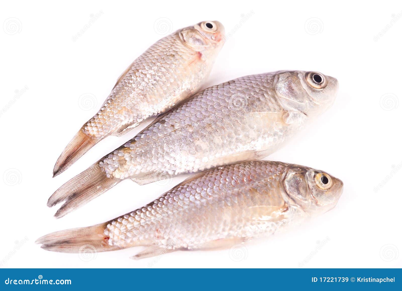 Fresh fish across white stock image. Image of fish, nature - 17221739