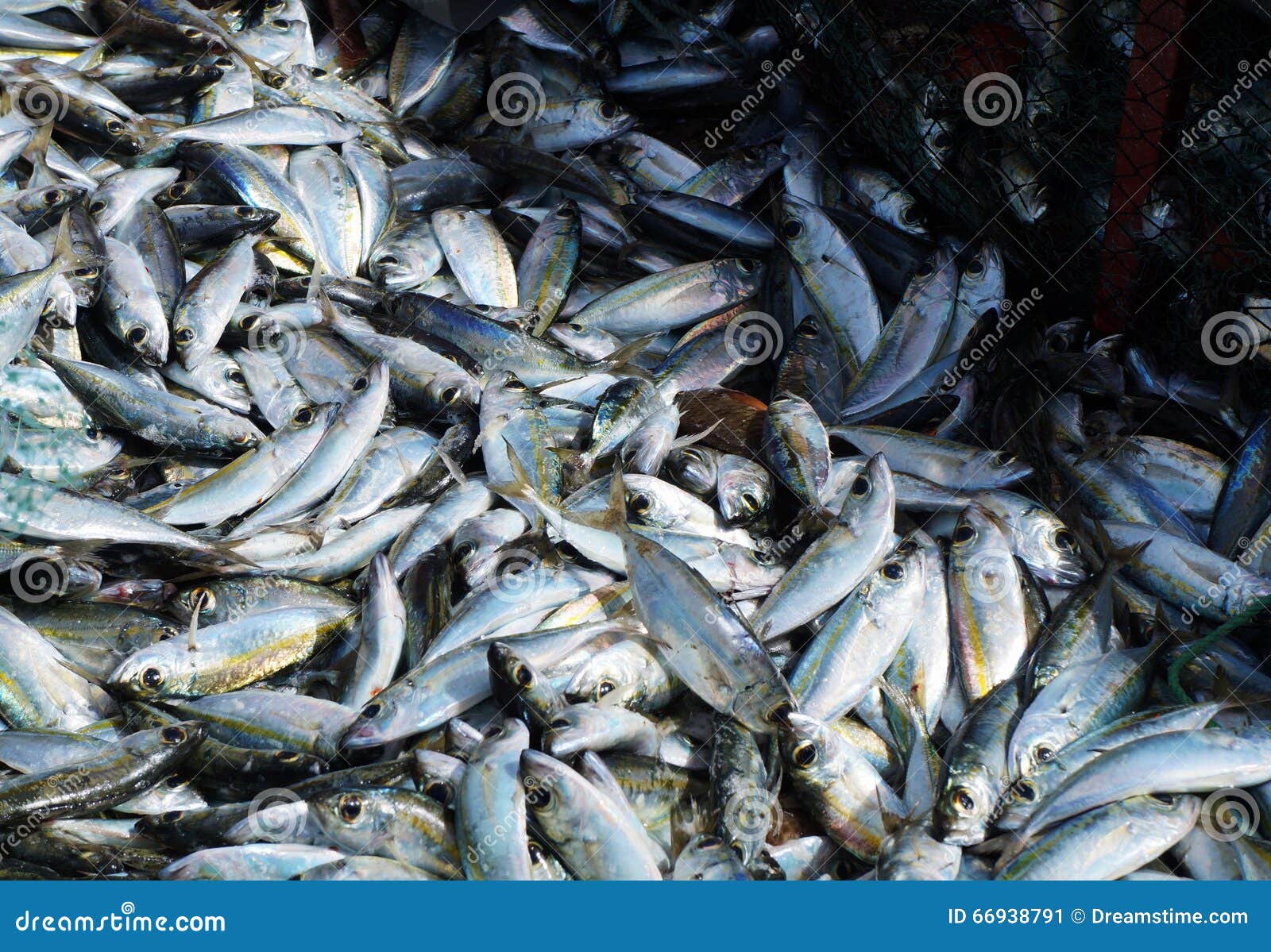 Fresh fish in Africa stock image. Image of mackerel, herring - 66938791