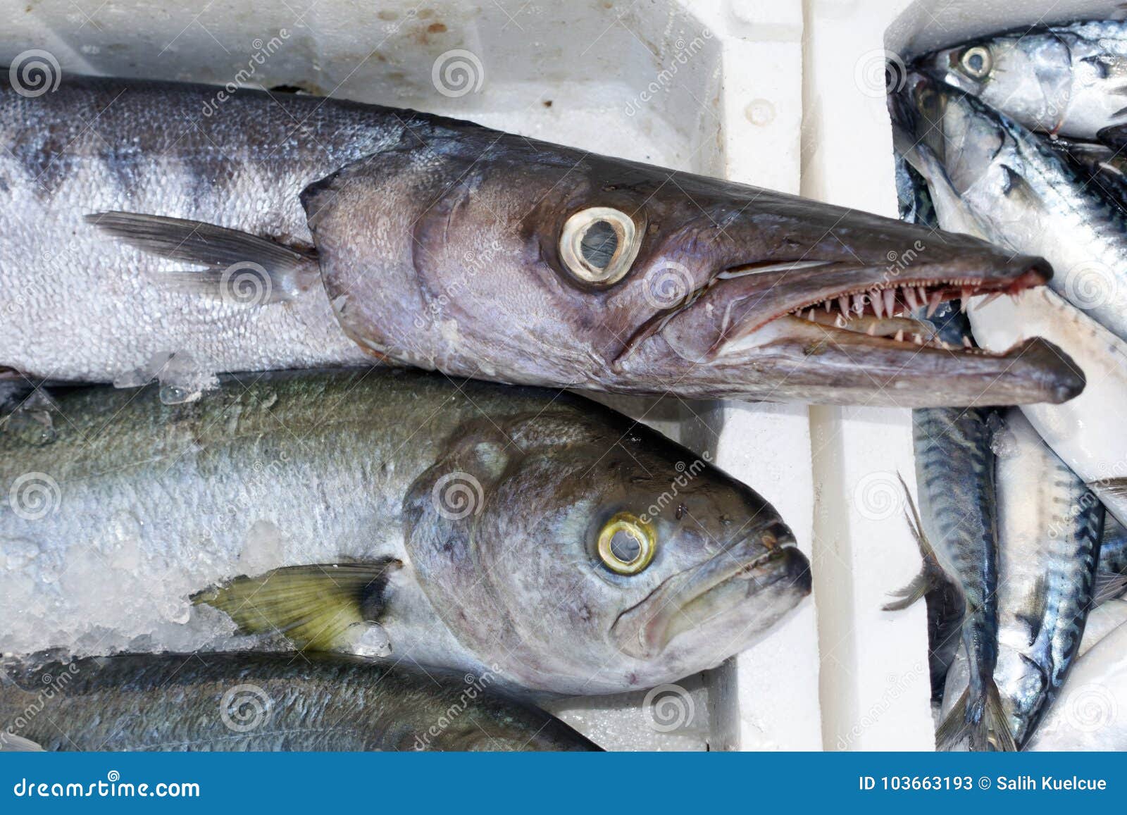 Fresh fish - barracuda stock image. Image of fish, barracuda - 103663193