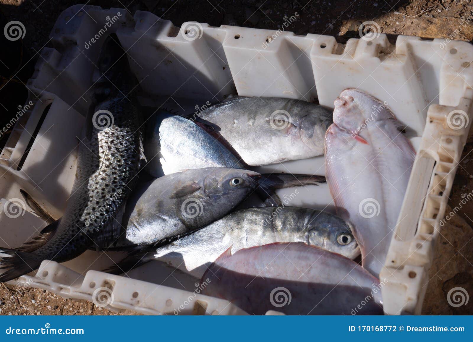Fresh caught fish in a box stock photo. Image of dead - 170168772