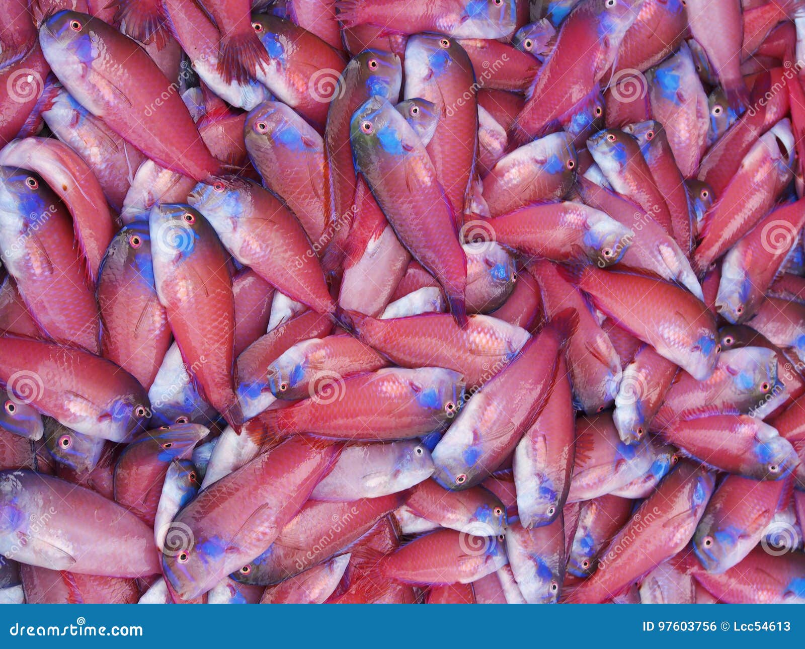 Fresh fish in basket stock photo. Image of basket, caught - 97603756