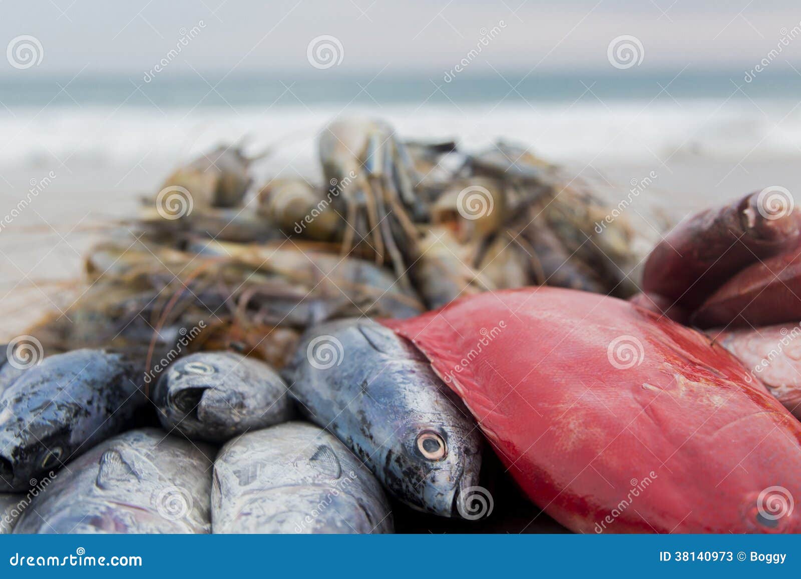 Fresh fish on the beach stock image. Image of shrimps - 38140973