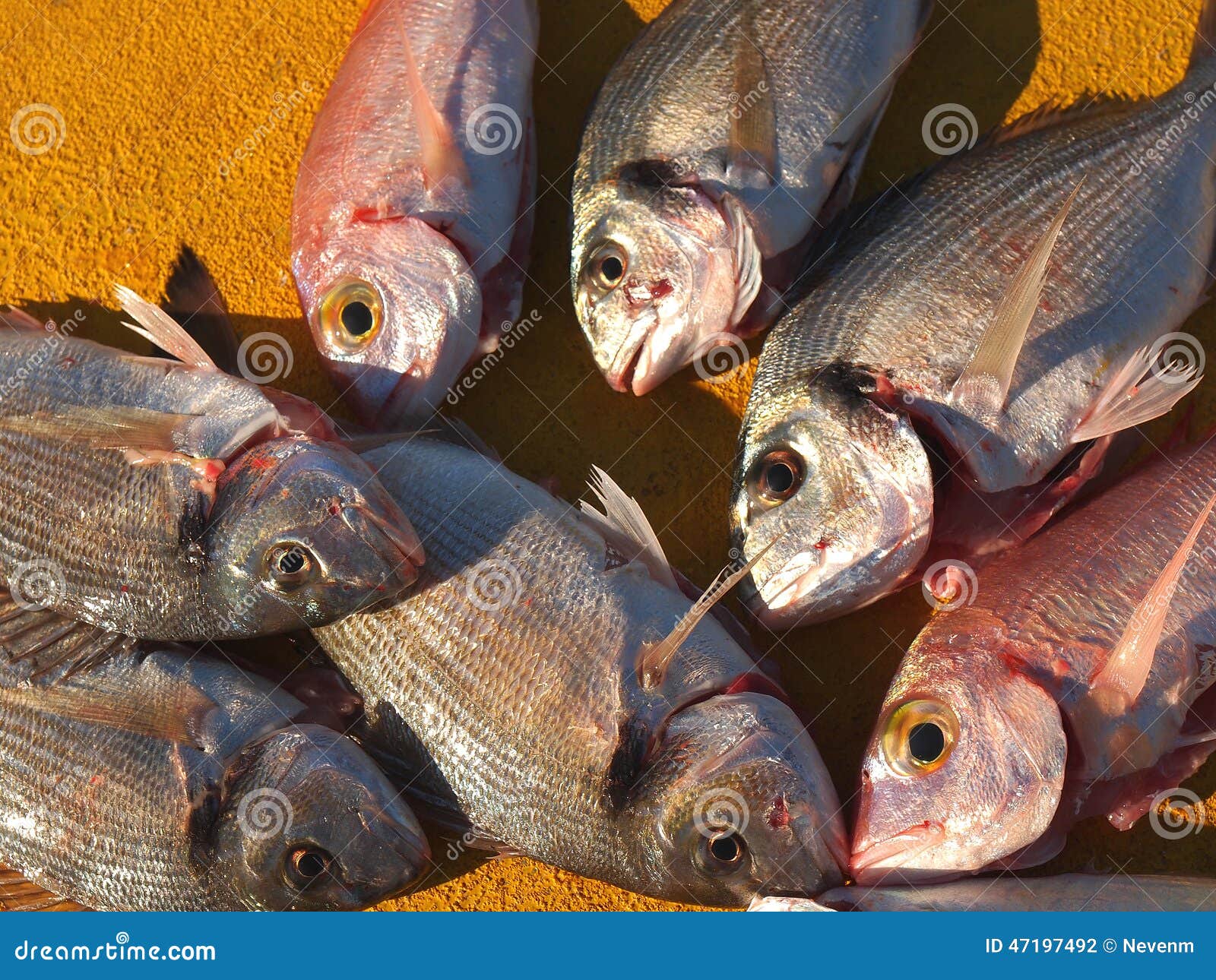 Fresh fish stock photo. Image of head, clean, fishing - 47197492
