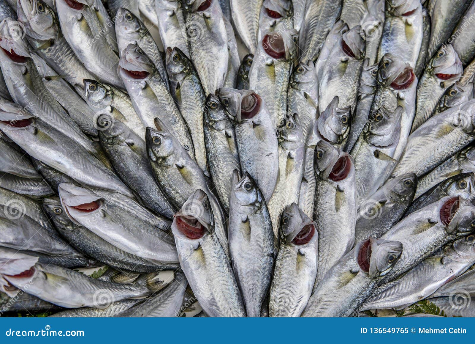Fresh Fish Bluefish in the Basket at the Market Bluefish at Local ...