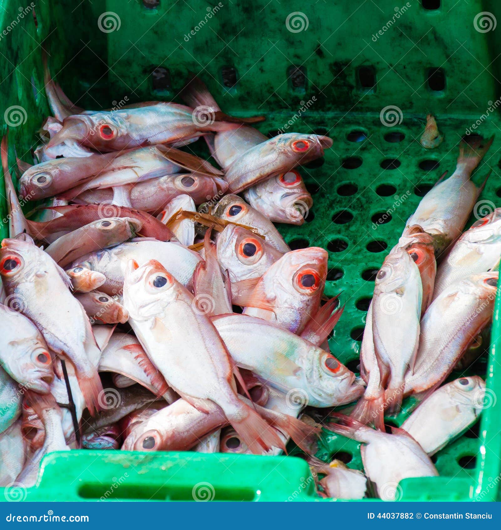 Fresh Fish in Boxes at the Market Stock Photo - Image of outdoor ...