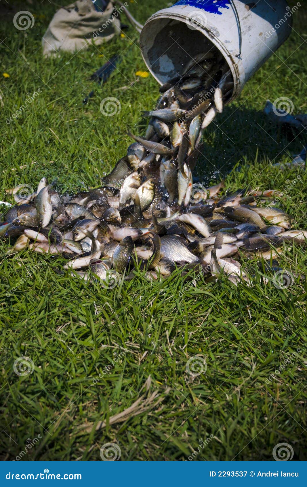 Fresh Fish From Bucket Stock Image | CartoonDealer.com #2293537