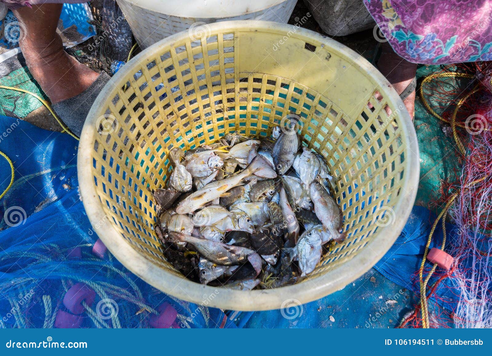 Fresh Fish in a Bucket.Thailand. Stock Image - Image of animal ...