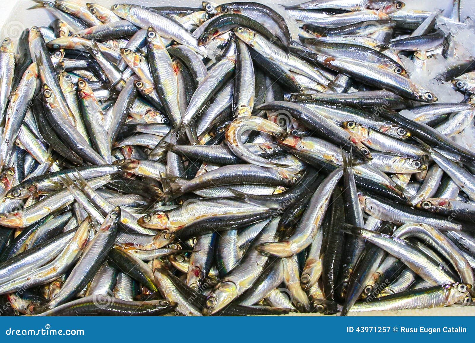 Fresh fish stock image. Image of fish, fresh, bulk, ocean - 43971257