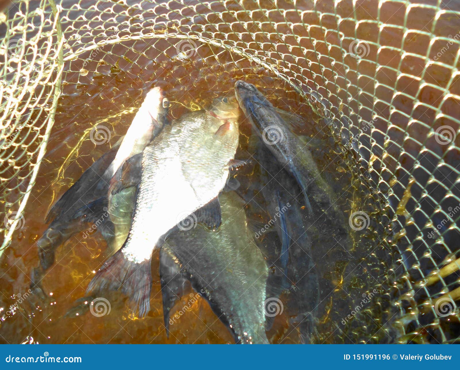 Fresh Fish in a Cage in Water Stock Photo - Image of texture, watern ...