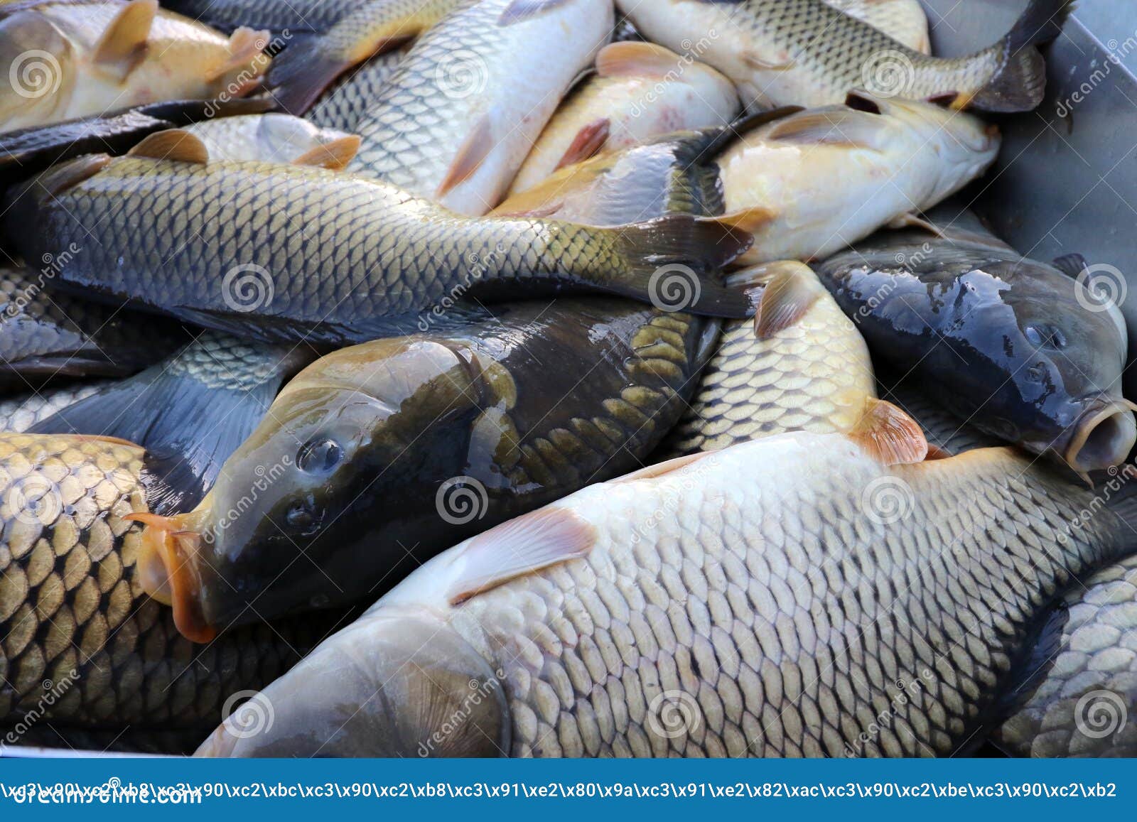 Fresh fish Carp stock photo. Image of breeding, fish - 133779848