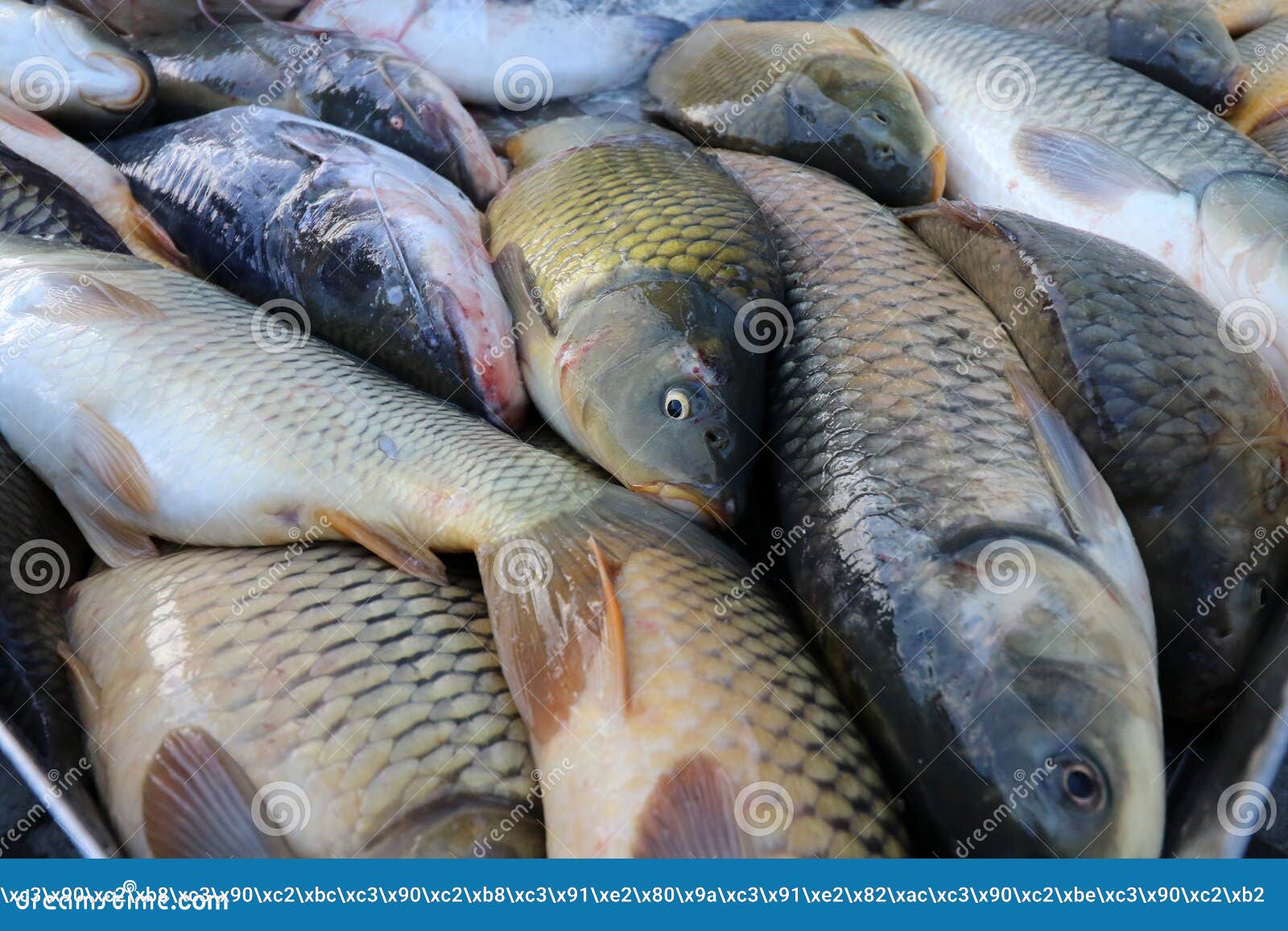 Fresh fish Carp stock image. Image of small, cold, cooking - 133779859