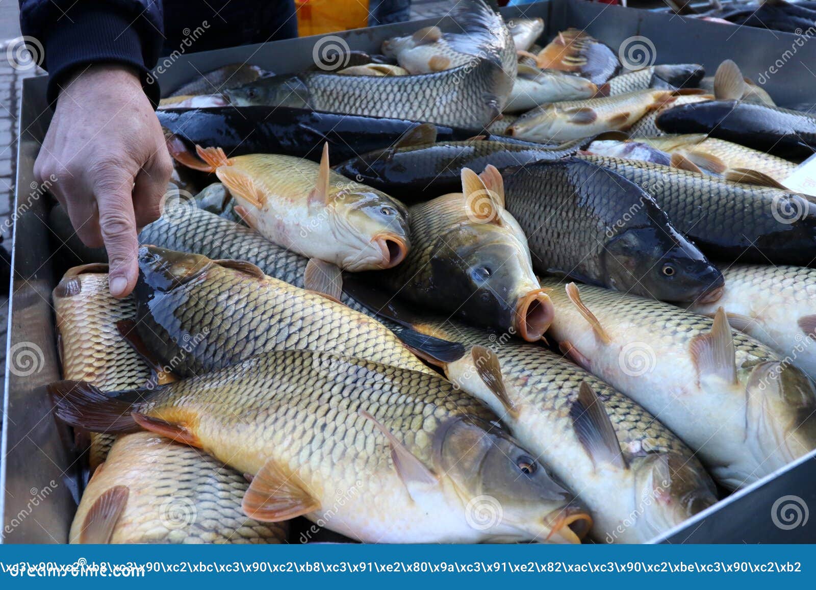 Fresh fish Carp stock image. Image of cooking, caught - 133779865