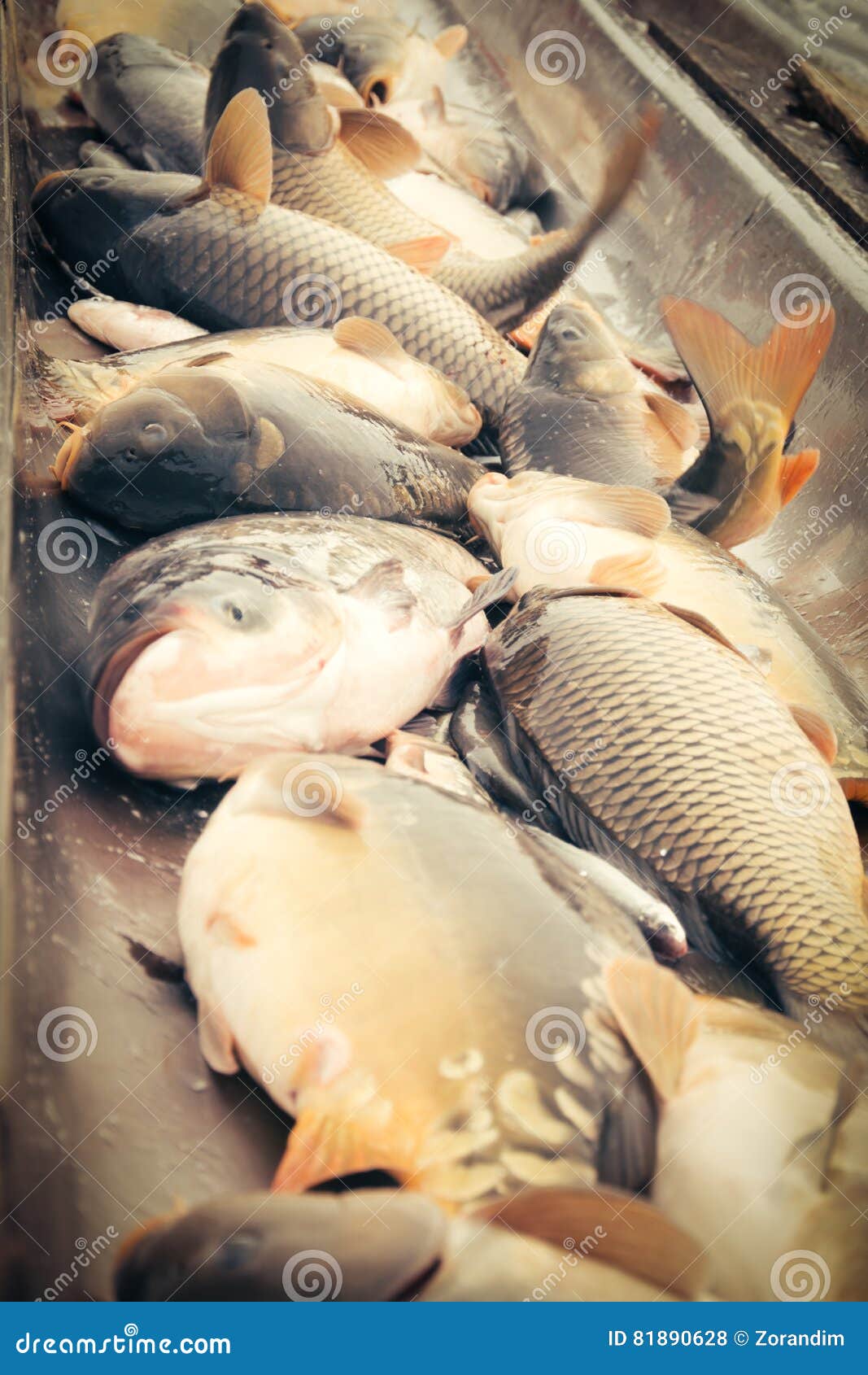 Fresh fish carp stock photo. Image of head, fauna, pool - 81890628