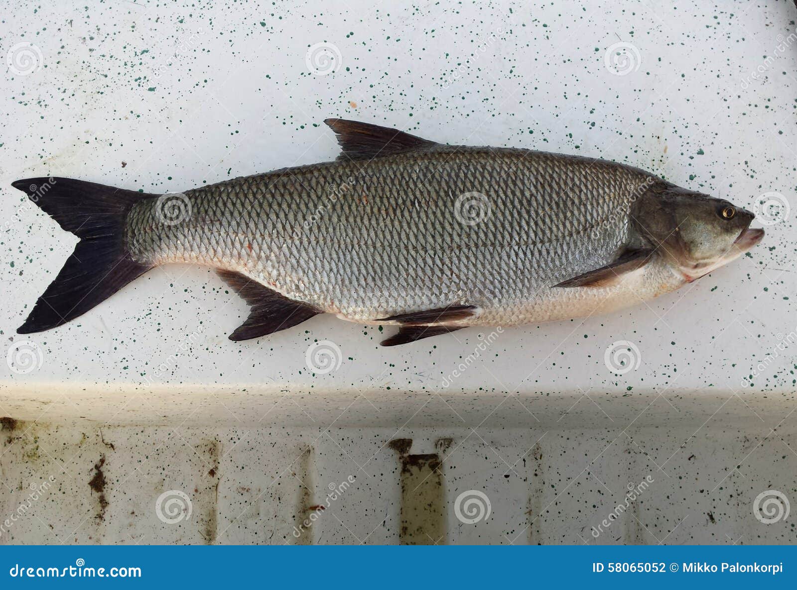 Fresh asp catch stock photo. Image of fresh, scandinavia - 58065052