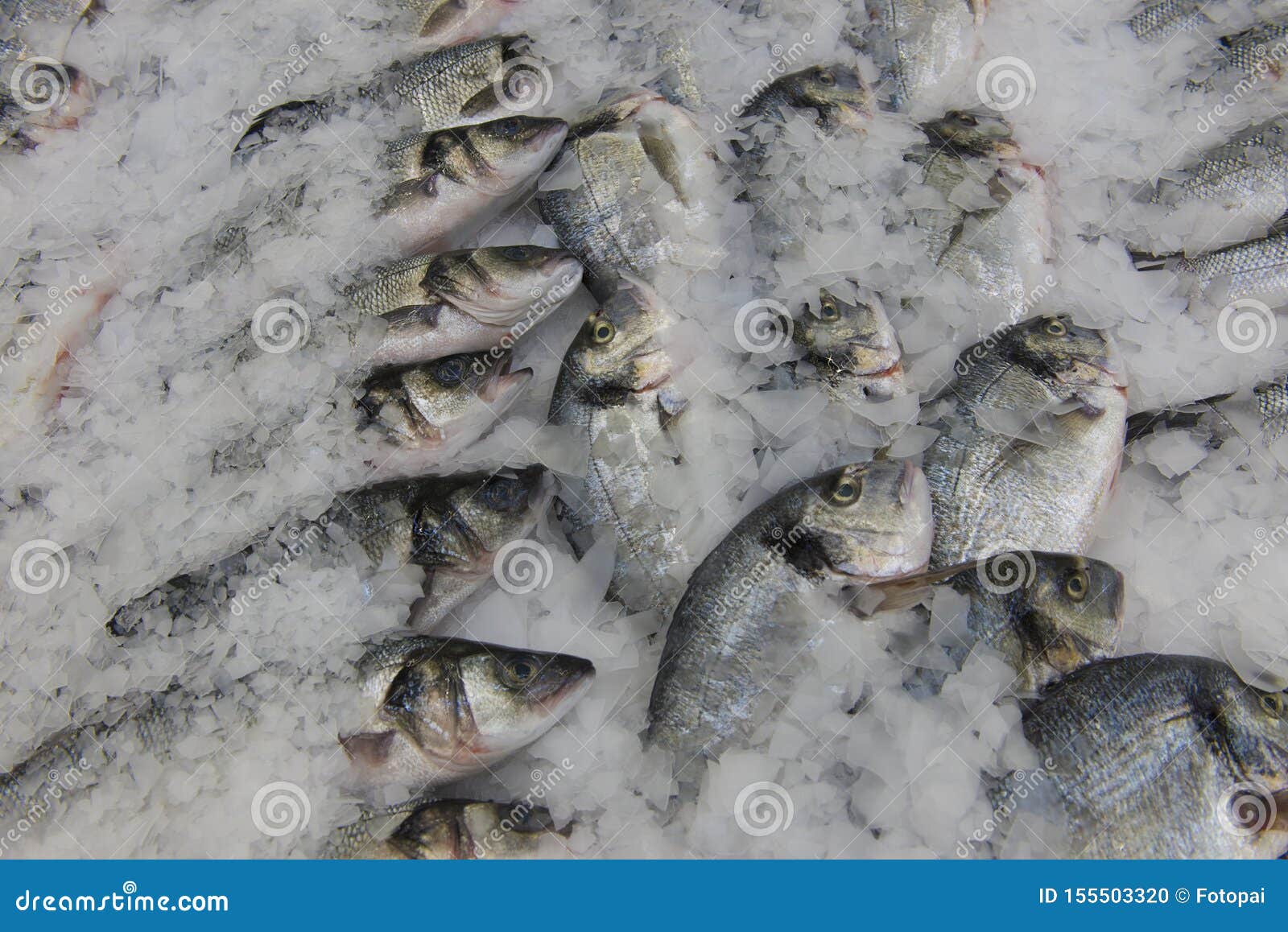 Fresh fish catch stock photo. Image of freshness, marine - 155503320