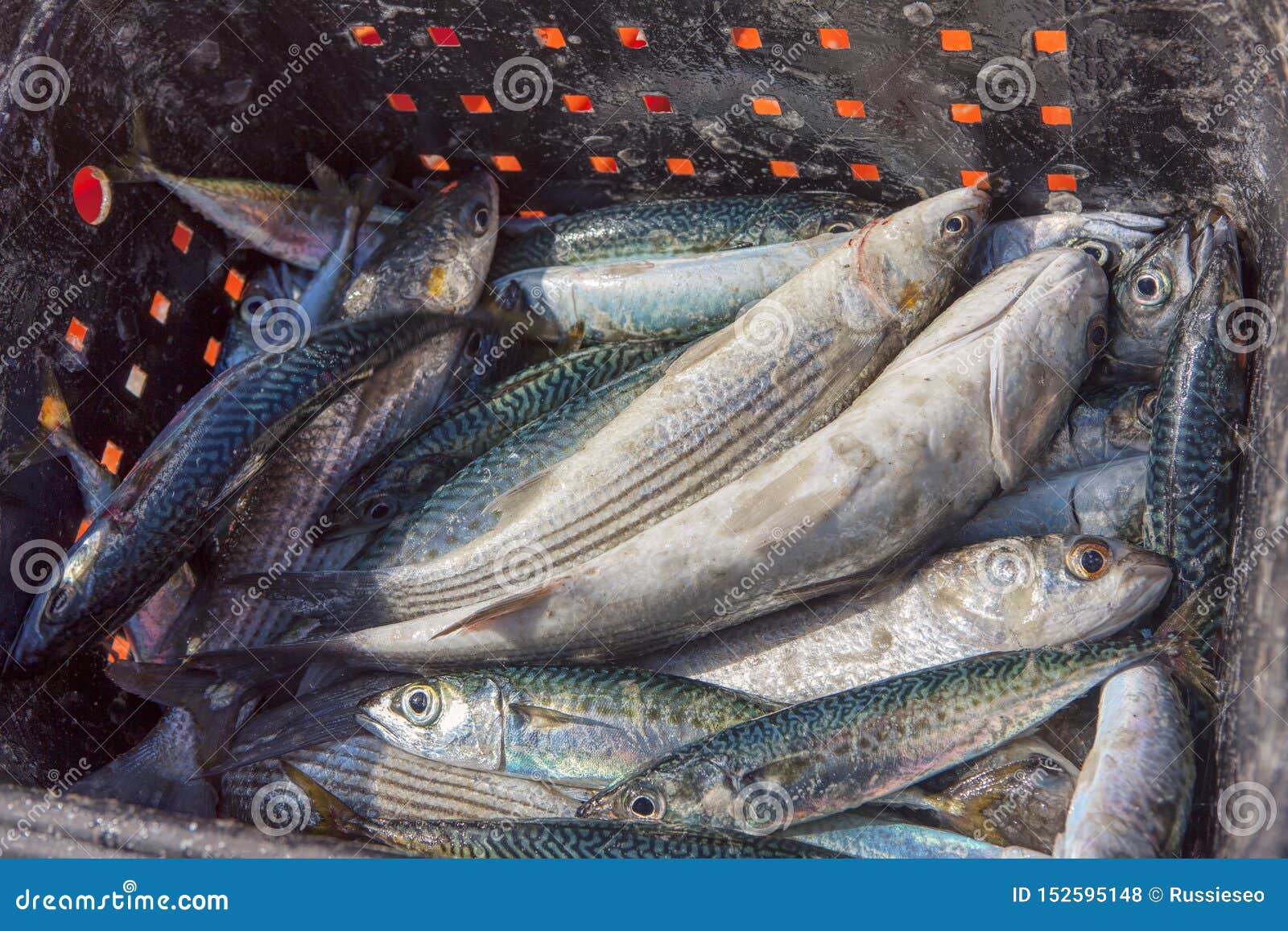 Fresh fish catch stock photo. Image of fresh, fish, healthy - 152595148